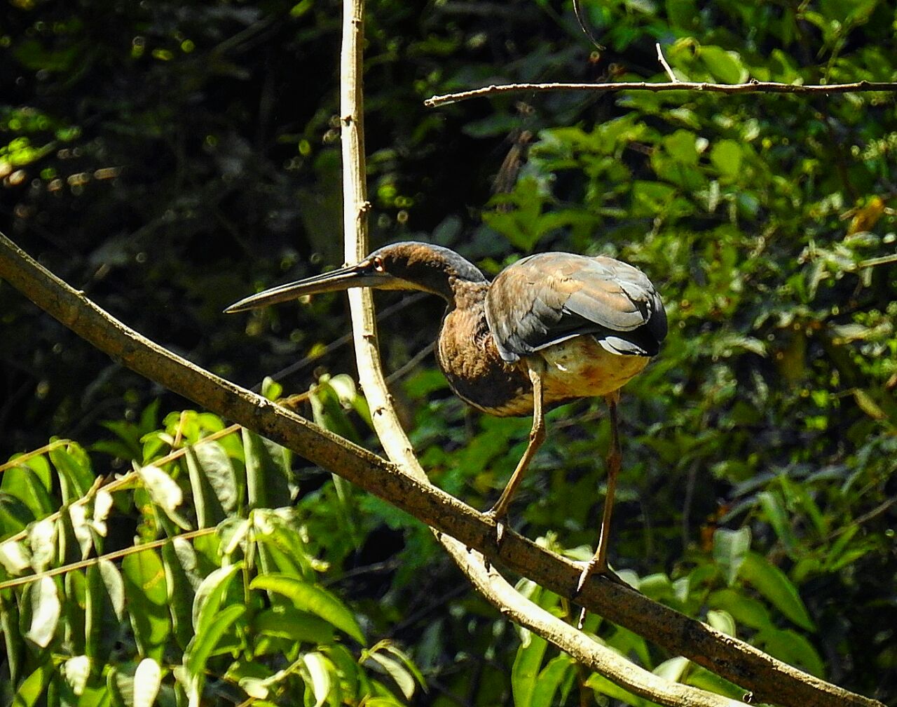 Archivo:RNG Agamia agami (chonga o garza colorada) foto Julio Delgado ...