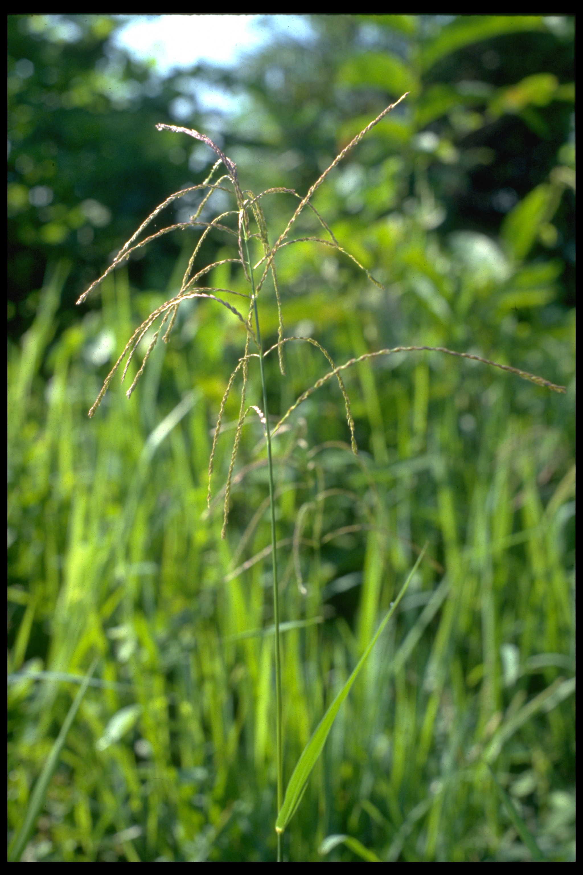 Archivo:87 Leptochloa virgata (Poac.).jpg - NeotrÃ³picos