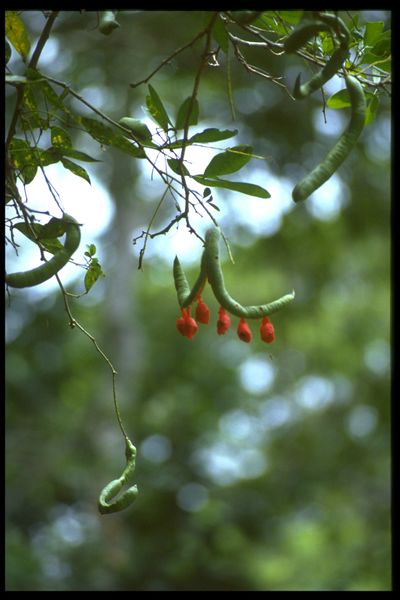 Archivo:16 Pithecellobium lanceolatum (Mimosac.).jpg - Neotrópicos