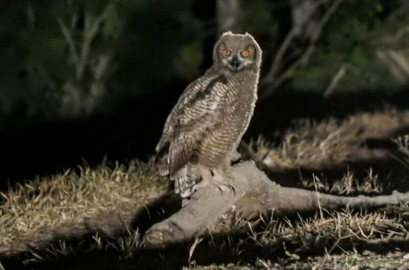 Archivo:RNG Bubo virginianus (buho) foto Julio Delgado 170218.jpeg ...