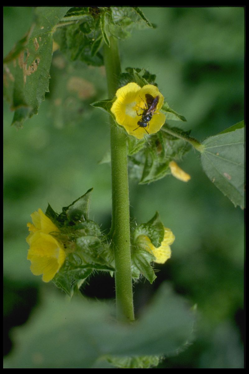 Archivo:80 Malachra alceifolia (Malvac.).jpg - Neotrópicos