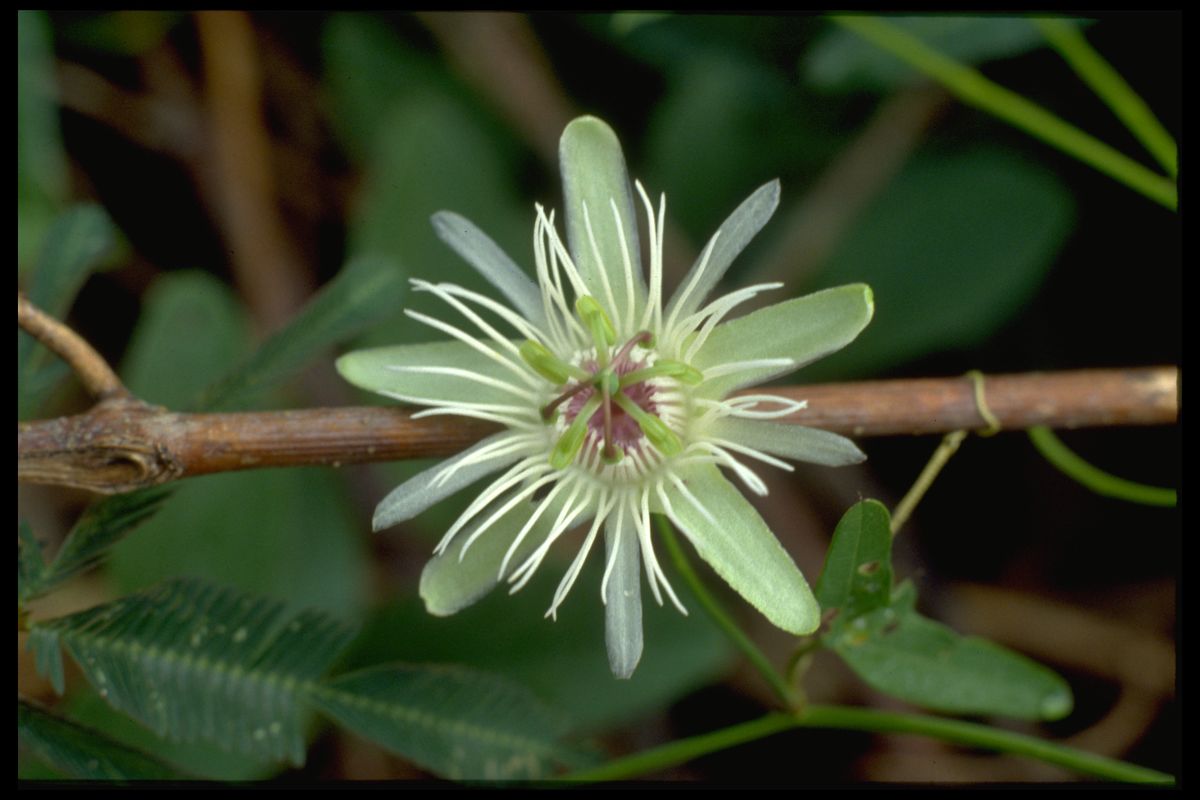 Archivo:34 Passiflora misera (Passiflorac.).jpg - Neotrópicos
