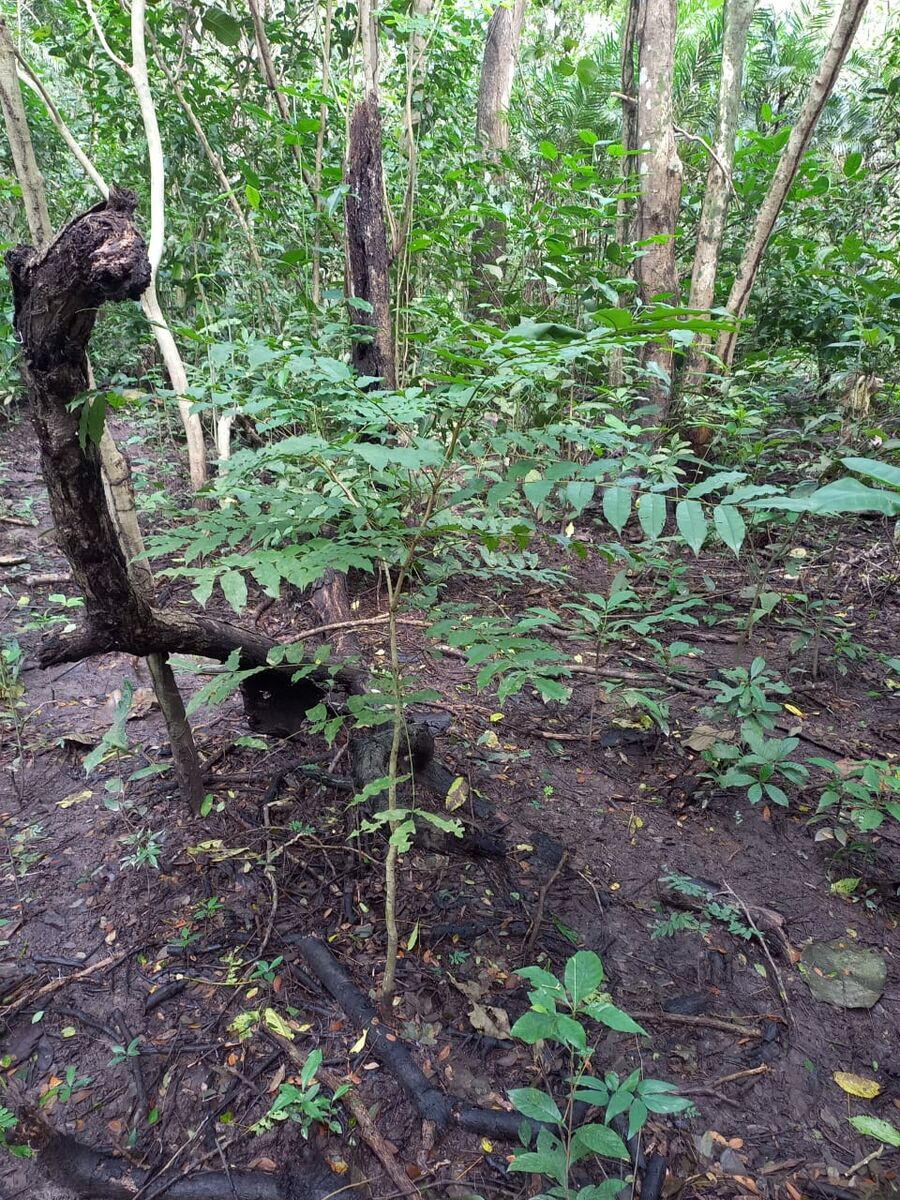 Archivo:Madura platano MCastroE 270922.jpeg - Neotrópicos