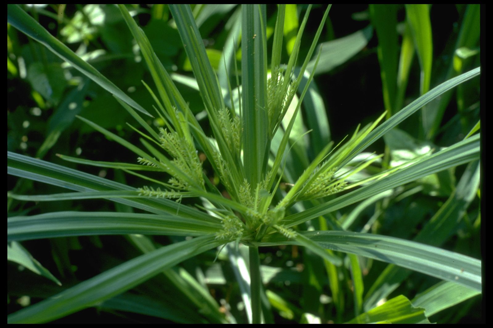 Archivo:92 Cyperus digitata (Cyperac.).jpg - Neotrópicos