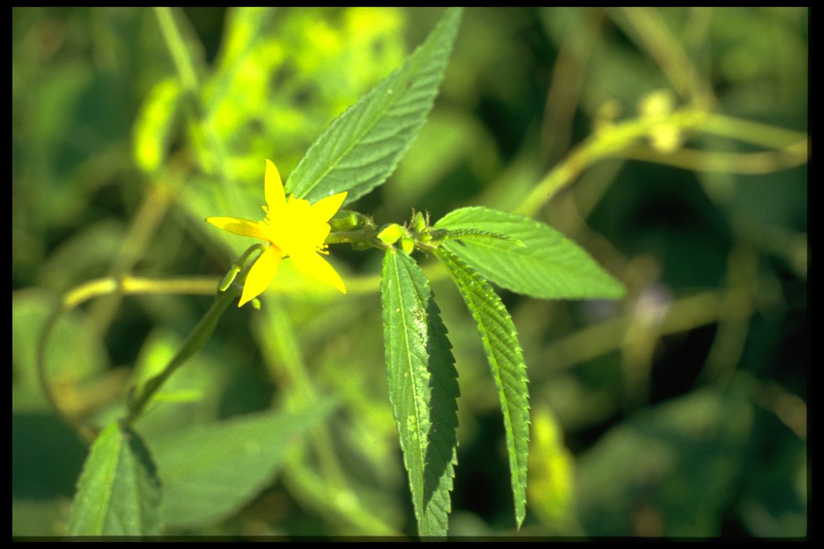 Archivo:75 Corchorus hirtus (Tiliac.).jpg - Neotrópicos