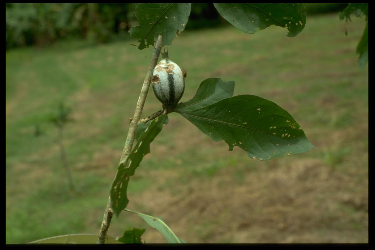 Archivo:22 Randia formosa (Rubiac.).jpg - Neotrópicos