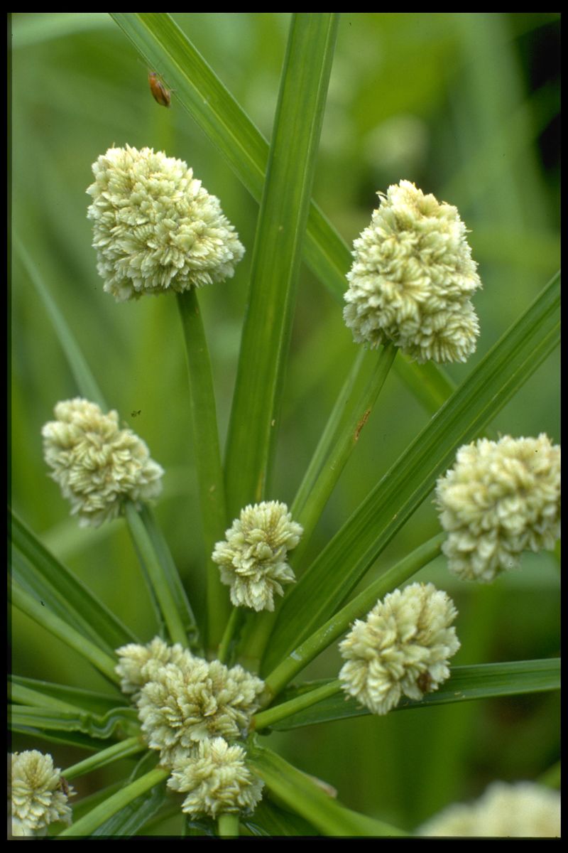 Archivo:93 Cyperus luzulae (Cyperac.).jpg - Neotrópicos