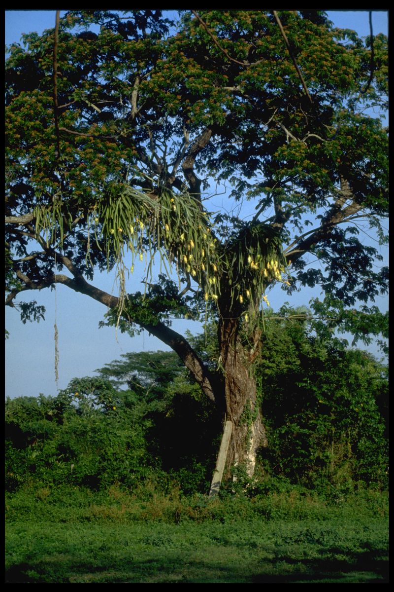 Archivo:03 Pithecellobium saman (Mimosaceae).jpg - Neotrópicos