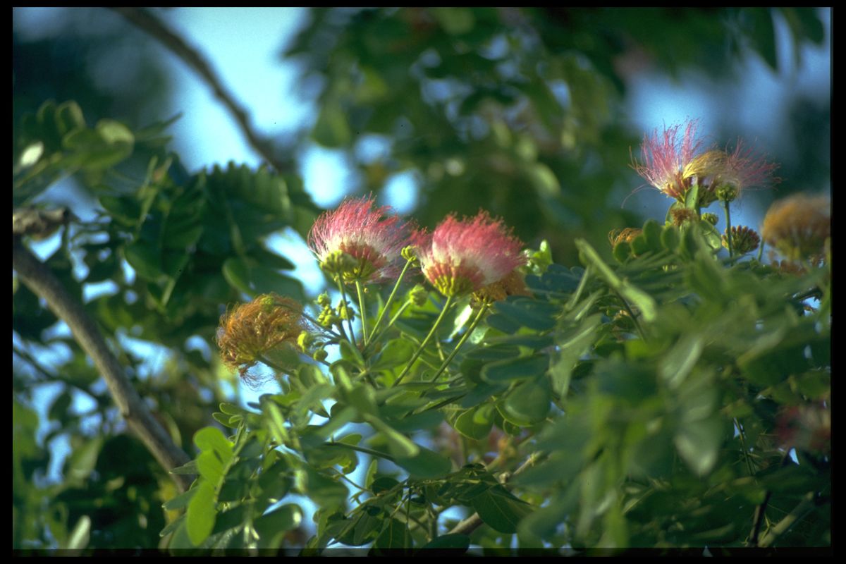 Archivo:04 Pithecellobium saman (Mimosac.).jpg - Neotrópicos