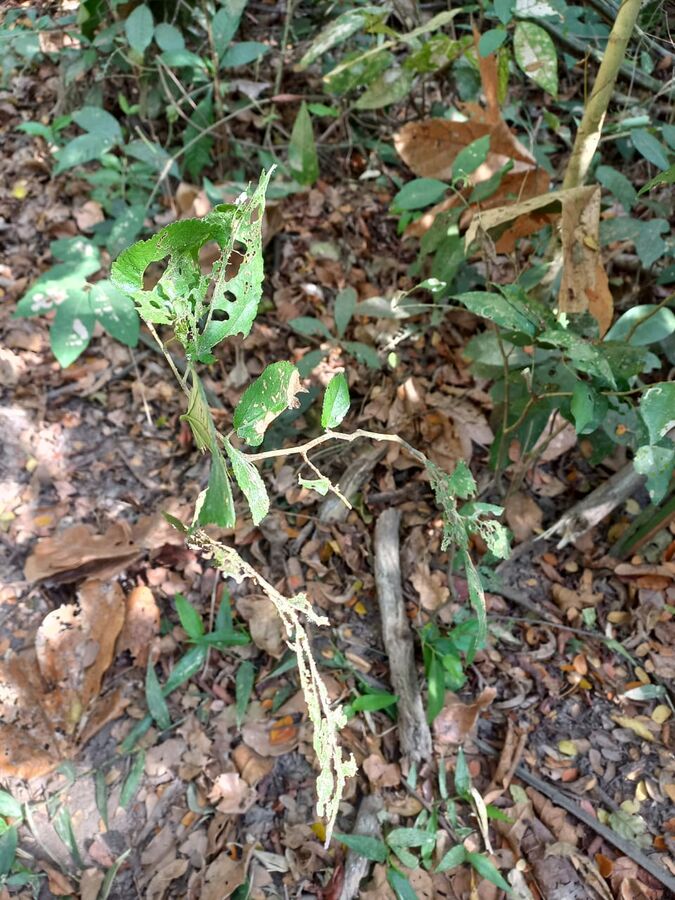 Archivo:Plantulas guacimo regen 010222.jpeg - Neotrópicos