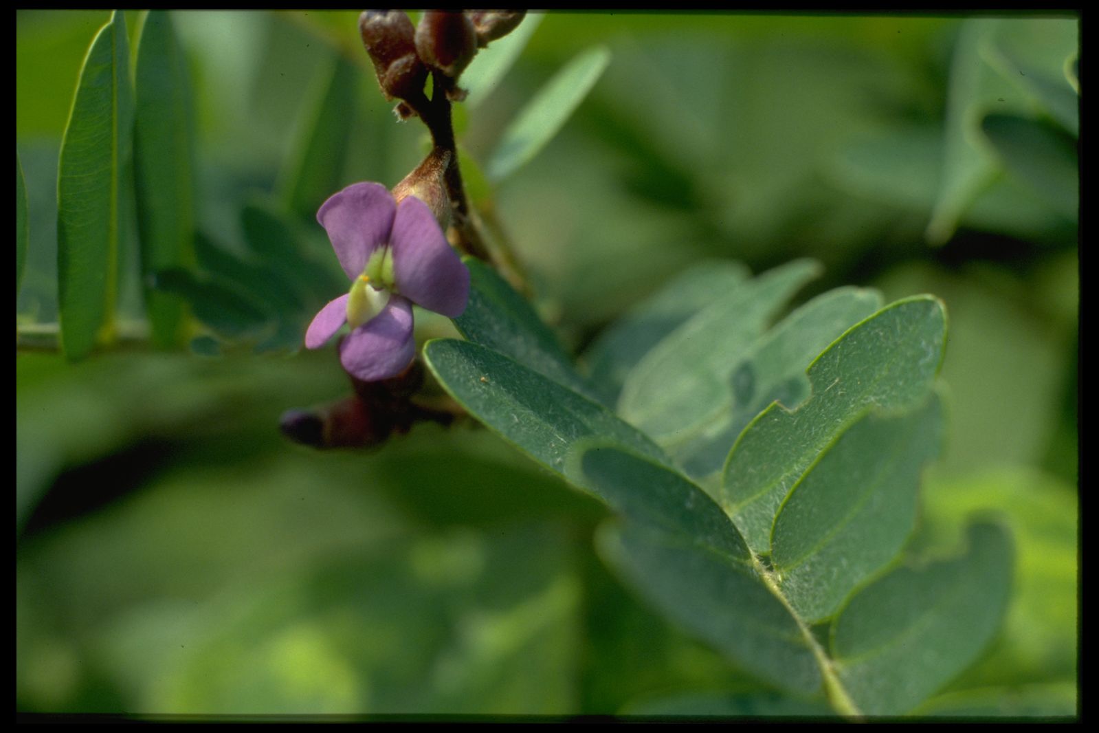 Archivo:37 Machaerium microphyllum (Fabac.).jpg - Neotrópicos