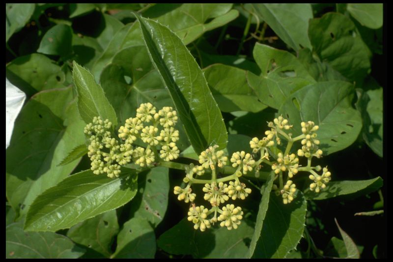 Archivo:56 Cissus sicyoides (Vitac.).jpg - Neotrópicos